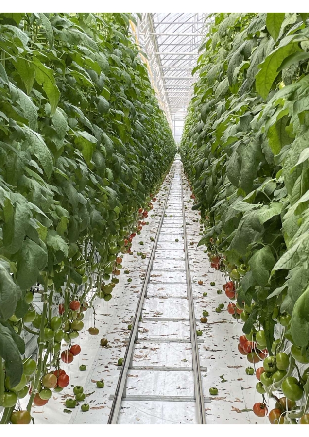 ΚΗΠΟΙ ΚΑΡΔΙΤΣΑΣ | Noisis