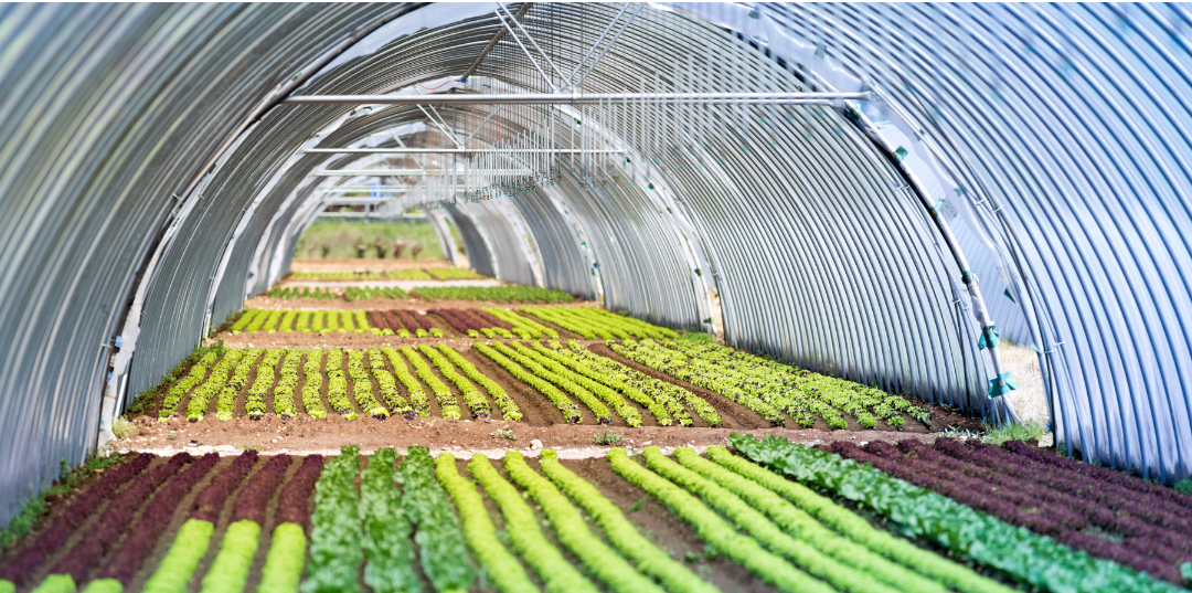 Προδημοσίευση δράσης «Στήριξη για επενδύσεις στη μεταποίηση/ εμπορία και/ή ανάπτυξη γεωργικών ...